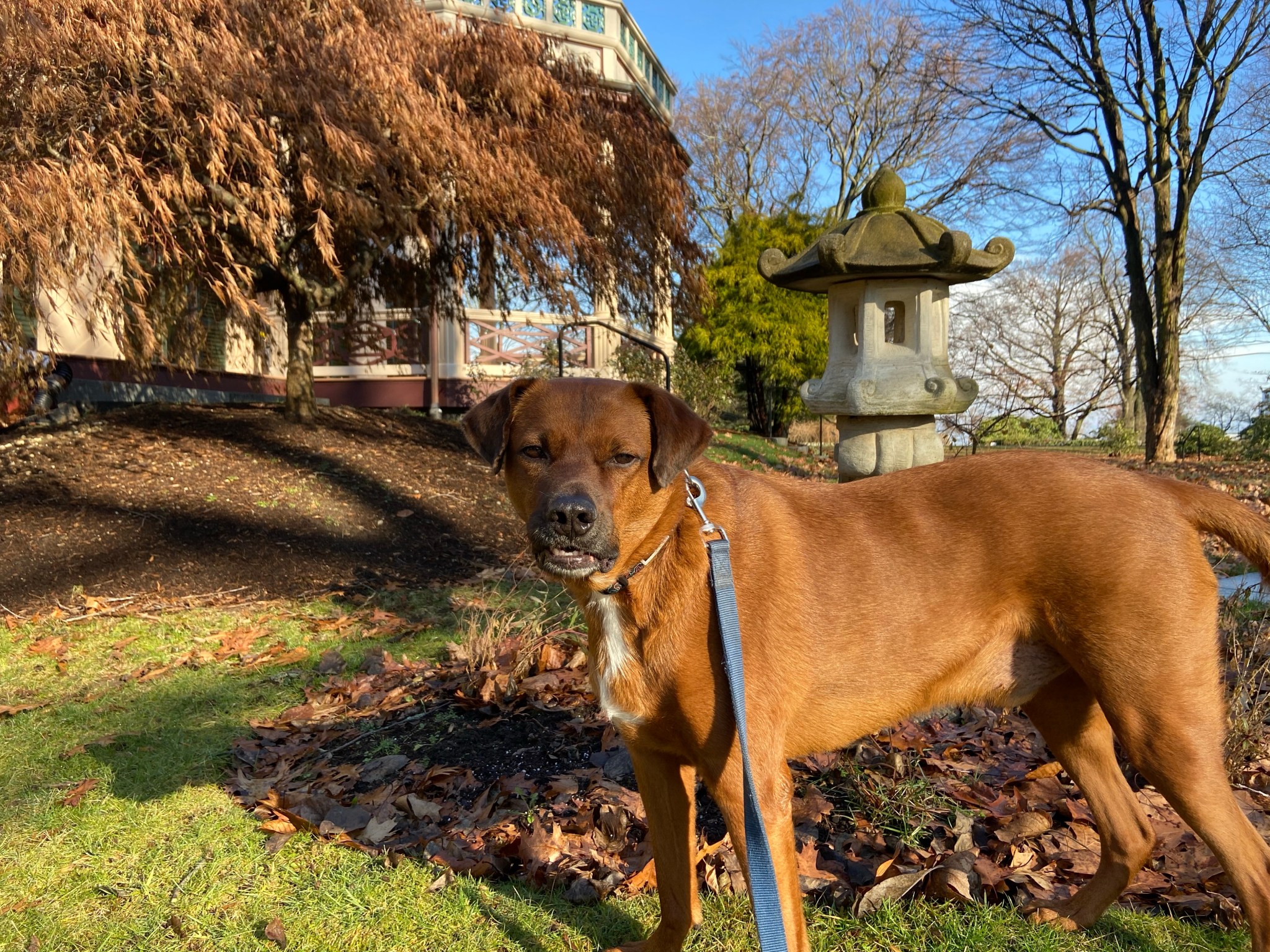Forbes House Museum – Walkies Through History