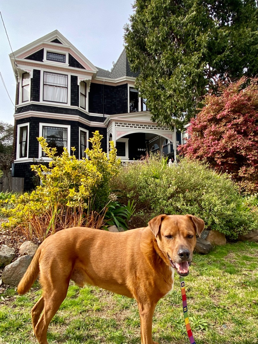 Edward Holt House – Walkies Through History