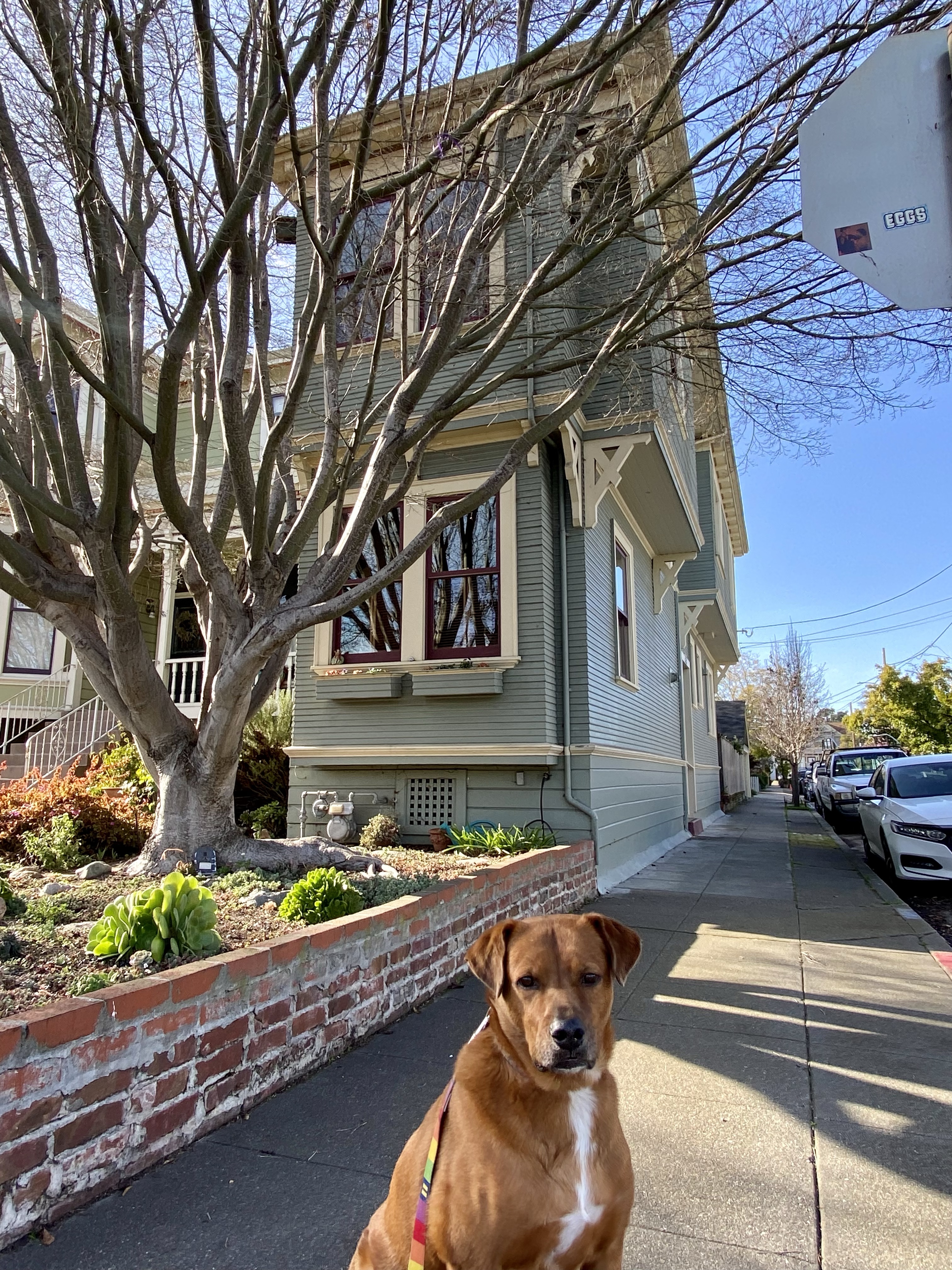 Spite House – Walkies Through History