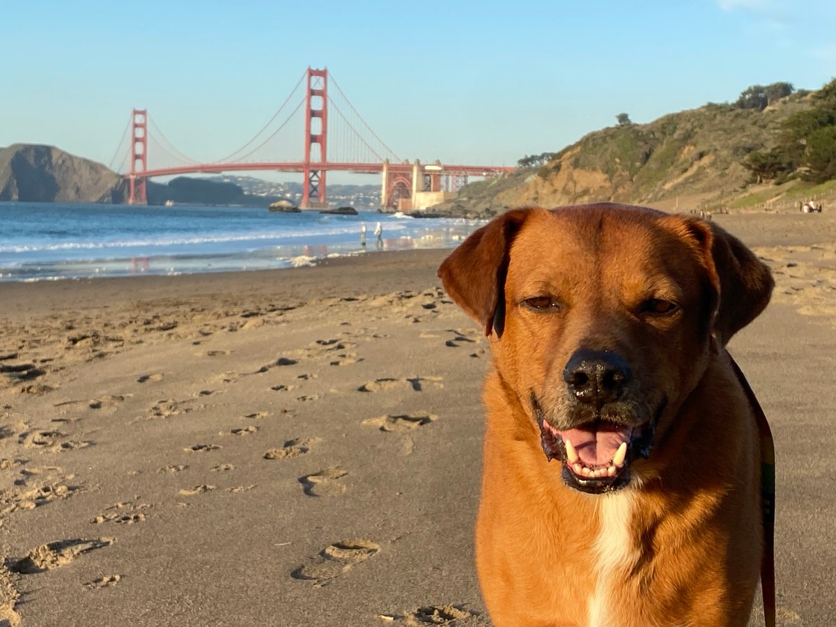 Golden Gate Bridge – Walkies Through History